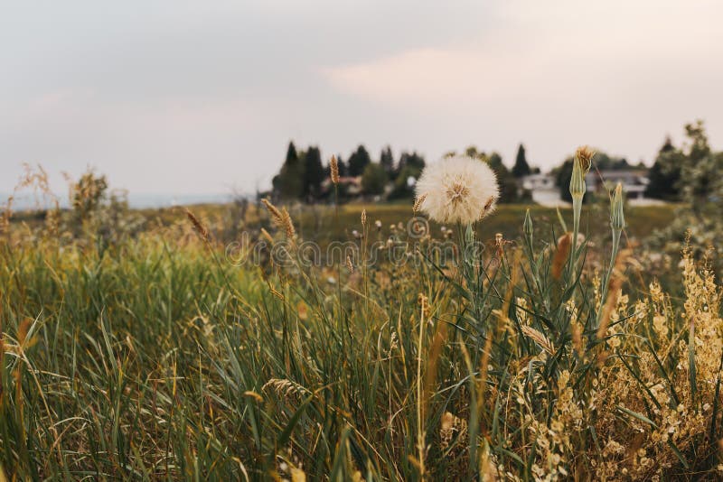 Flor dandelia imagen de archivo. Imagen de detalle, parque - 176079167