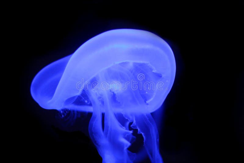 Flor das medusa foto de stock. Imagem de flor, bonito - 9450922