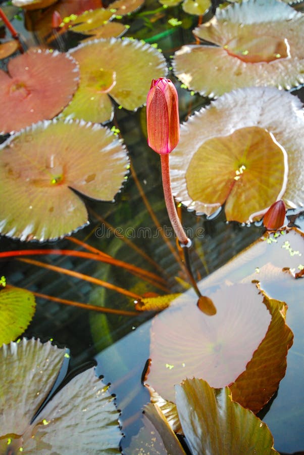 Flor De Agua En El Estanque Cerrado Imagen de archivo - Imagen de ...