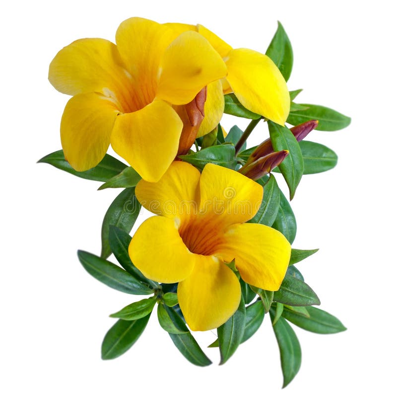 Flor De Alamanda Aislada En Fondo Blanco Foto de archivo - Imagen de ...