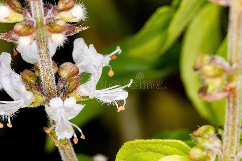 Flor de albahaca dulce imagen de archivo. Imagen de arbusto - 196078645