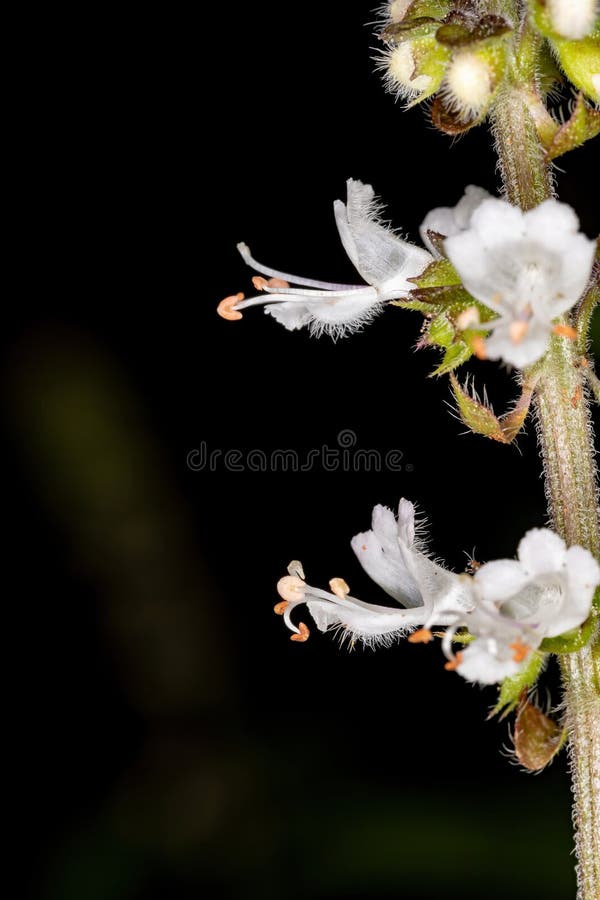 Flor de albahaca dulce foto de archivo. Imagen de color - 196078672