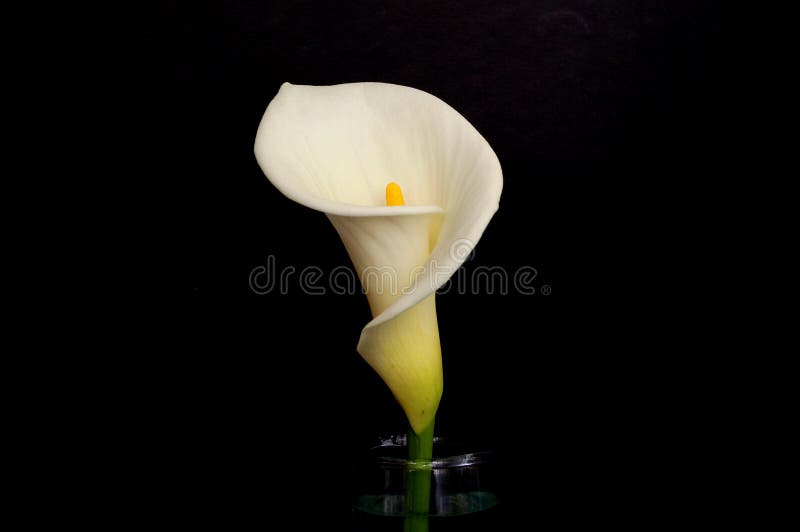 Flor de Alcatraz imagen de archivo. Imagen de amarillo - 51202573