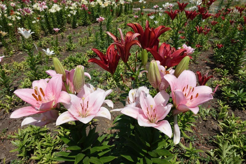 Flor De Azucenas Rosadas Rojas Y Blancas Imagen de archivo - Imagen de ...