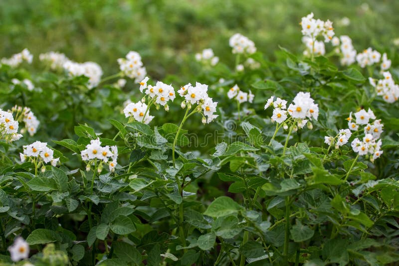 Flor De Batata. Arbustos De Batatas Com Flores Brancas Imagem de Stock ...