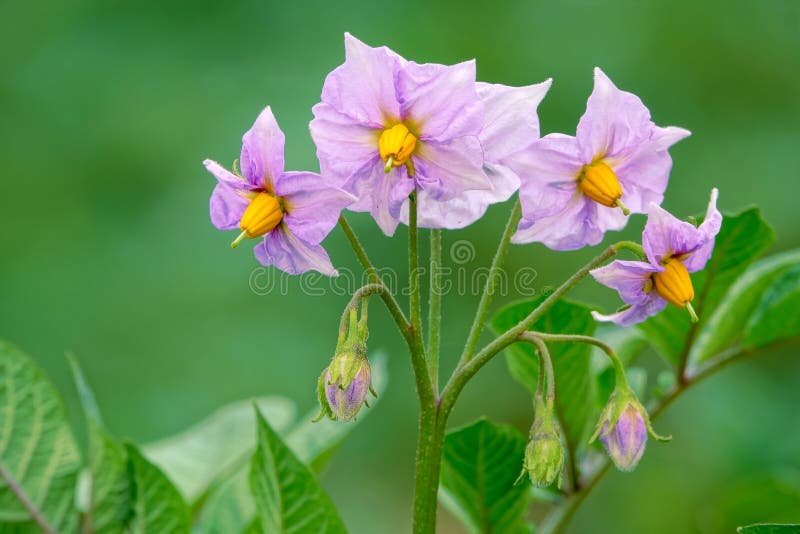 Flor de batata imagem de stock. Imagem de flores, naughty - 191244423