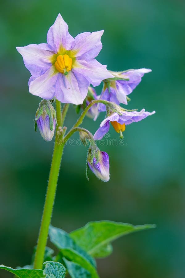 Flor de batata imagem de stock. Imagem de flores, planta - 188920721
