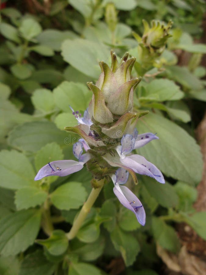 Boldo Flor Peumus Boldus En Primer Plano Imagen de archivo - Imagen de ...
