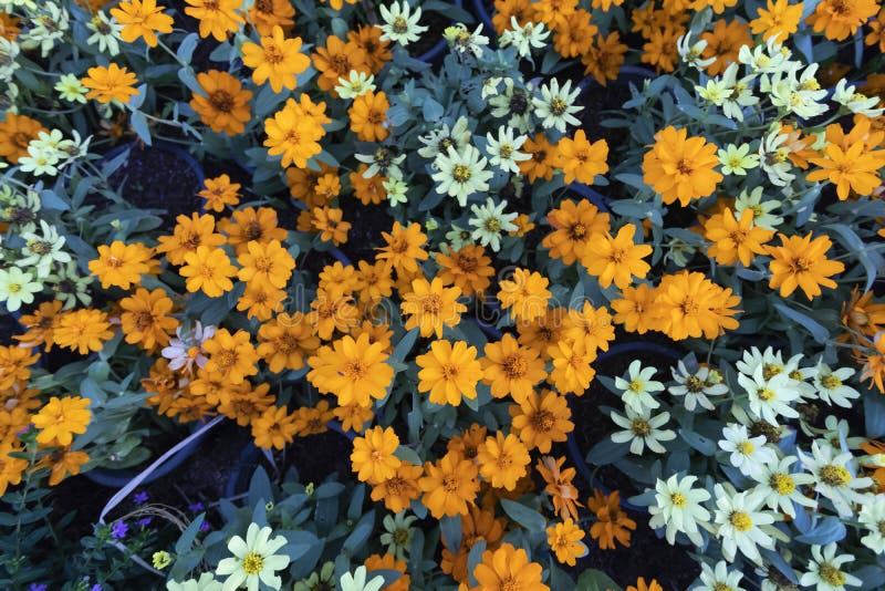 Flor de botón de oro imagen de archivo. Imagen de flores - 207198691