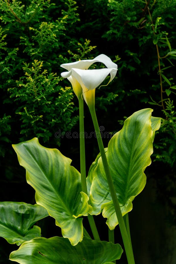 Pure Elegance Calla Lily Zantedeschia Aethiopica Stock Image - Image of ...
