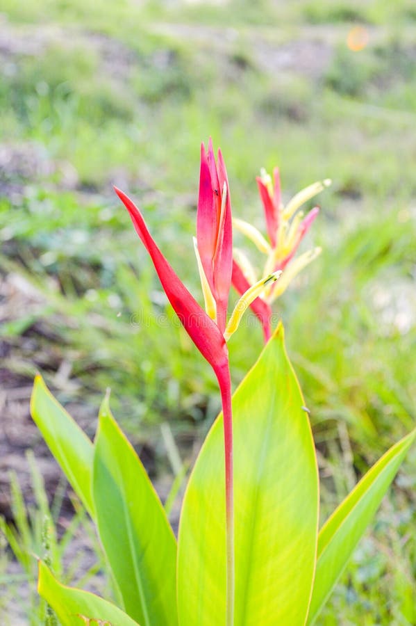 Flor de Canna imagen de archivo. Imagen de planta, flor - 47492631