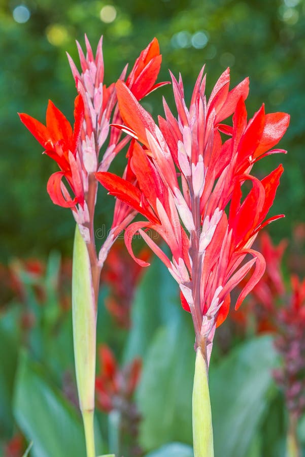 Flor de Canna imagen de archivo. Imagen de cielo, plantas - 76705265