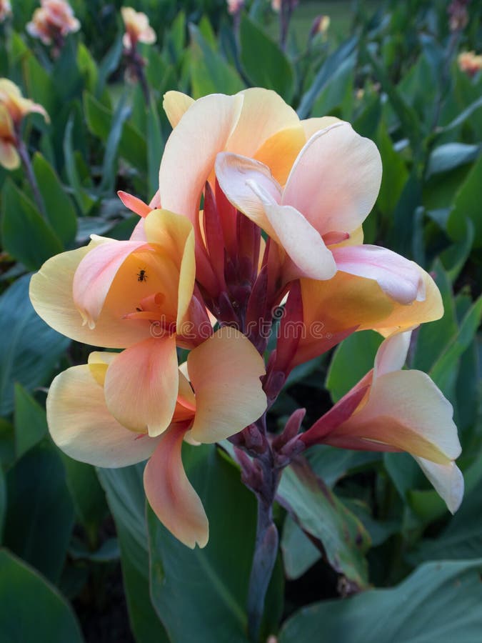 Flor de Canna indica imagen de archivo. Imagen de parque - 85157655