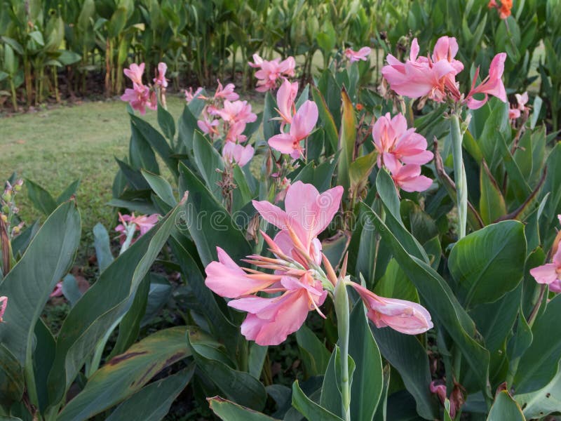 Flor de Canna indica foto de archivo. Imagen de licencia - 85179016