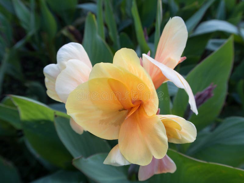 Flor de Canna indica imagen de archivo. Imagen de verde - 85189333