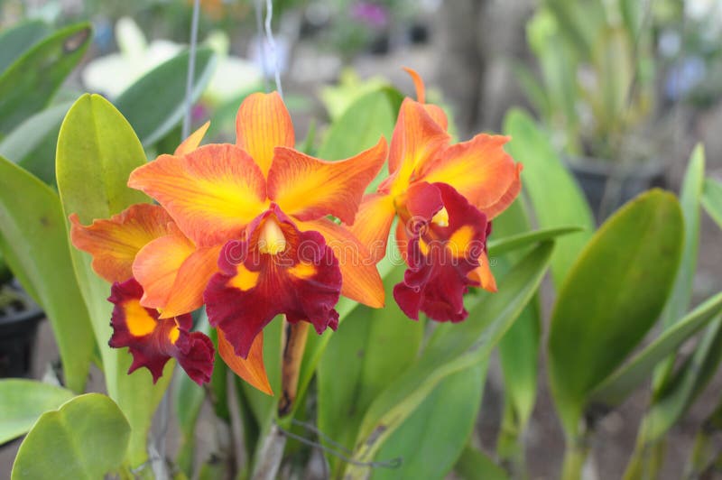 Flor de Cattleya foto de archivo. Imagen de textura, fondo - 44275010