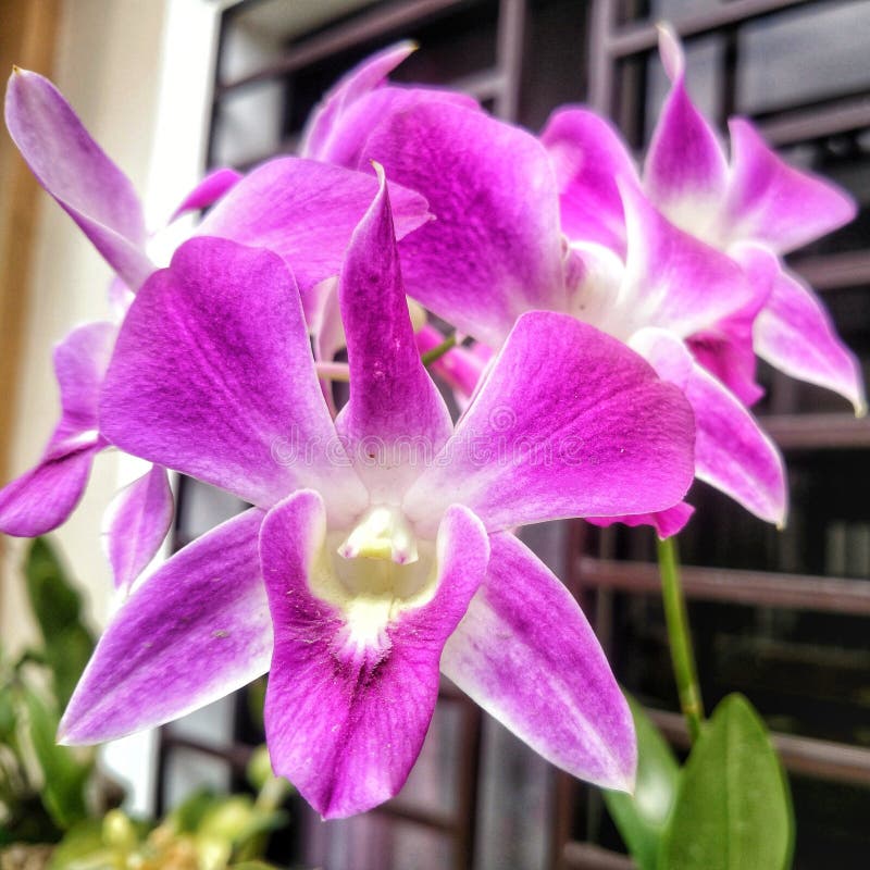 Flor de Cattleya foto de archivo. Imagen de flores, flor - 90736792