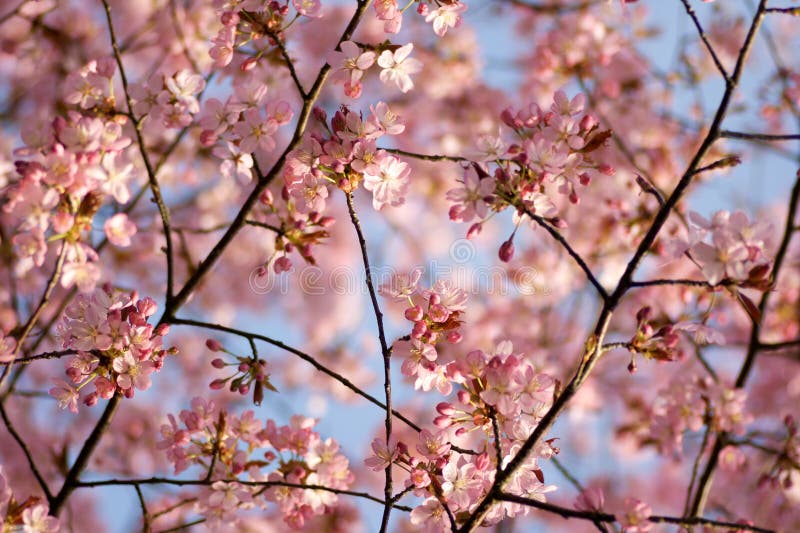 Flor de cereja foto de stock. Imagem de flores, flor, colorido - 8972726