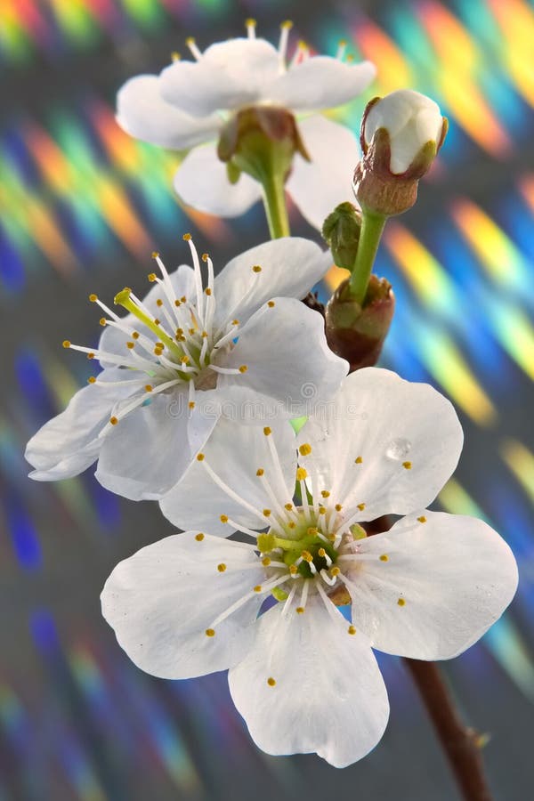 Flor de cereja foto de stock. Imagem de mola, atrativo - 956212