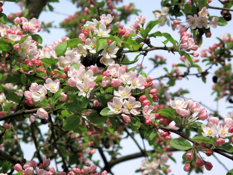 Flor de cereja cor-de-rosa imagem de stock. Imagem de perene - 14091839