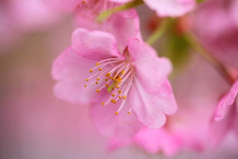 Flor de cereja cor-de-rosa imagem de stock. Imagem de cereja - 25558517