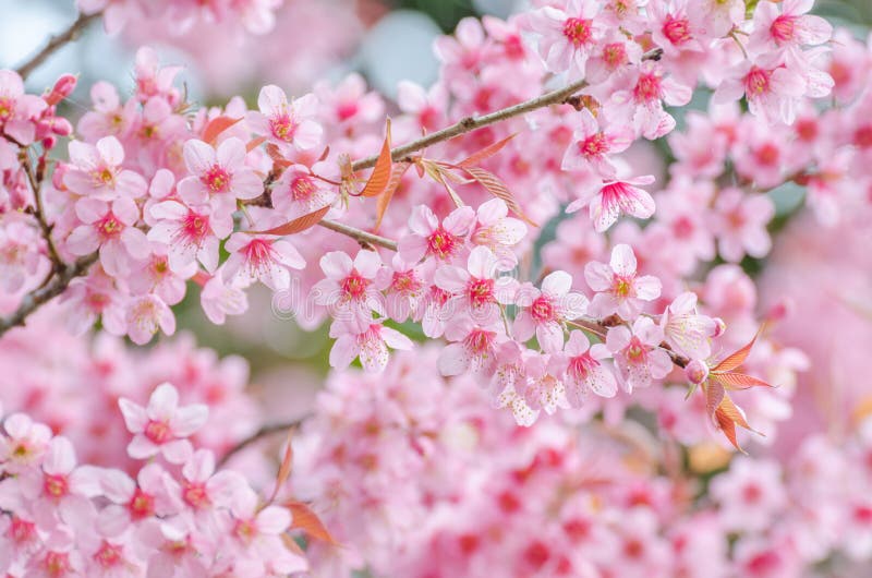 Flores De Cerejeira Cor-de-rosa Delicadas Foto de Stock - Imagem de ...