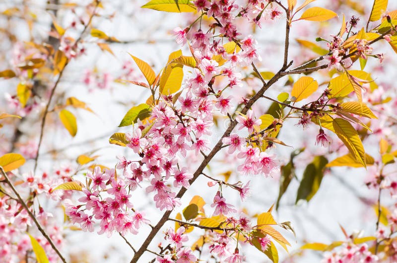 Flor de cereja cor-de-rosa foto de stock. Imagem de de - 49253608