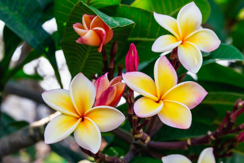 Flor de Champa imagen de archivo. Imagen de colores - 100518151