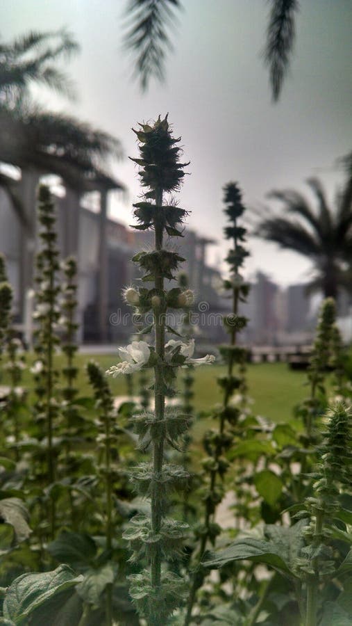 Flor de Chia foto de stock. Imagem de carachi, flores - 117001040