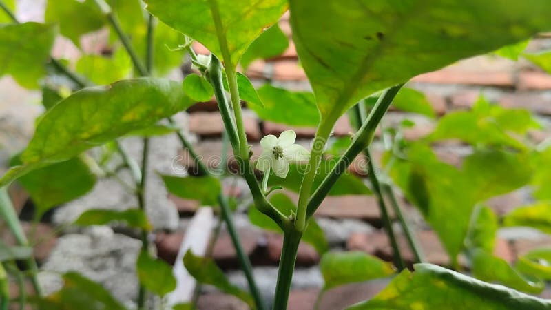 Flor de chile metrajes. Vídeo de pétalo, exterior, caliente - 359517708
