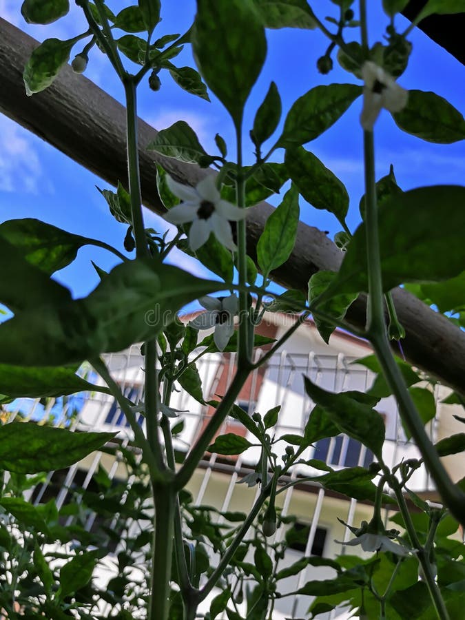 Flor de chiles imagen de archivo. Imagen de chiles, sombrillas - 162042399