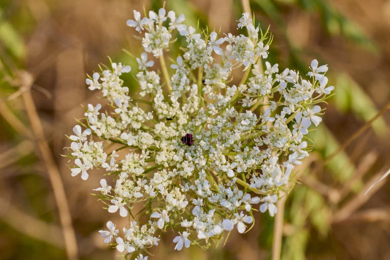 1,979 Flor De Vinheira Stock Photos - Free & Royalty-Free Stock Photos ...