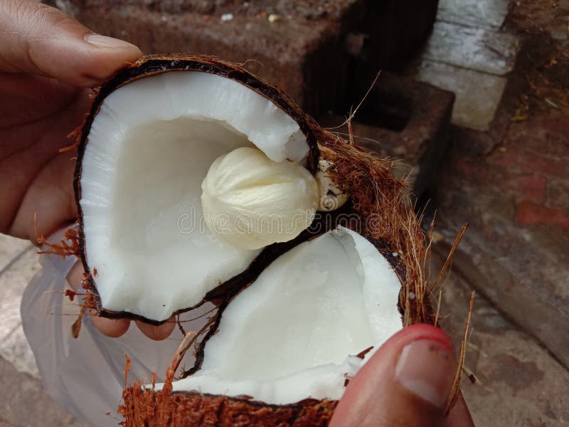 Flor Dentro Do Vaso De Flores Isolado No Branco Imagem de Stock ...