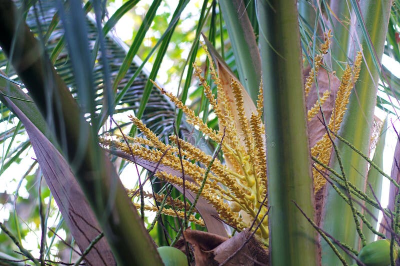 Flor de coco en el árbol foto de archivo editorial. Imagen de ...