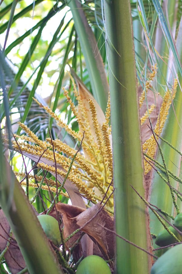 Flor de coco en el árbol imagen de archivo editorial. Imagen de resorte ...