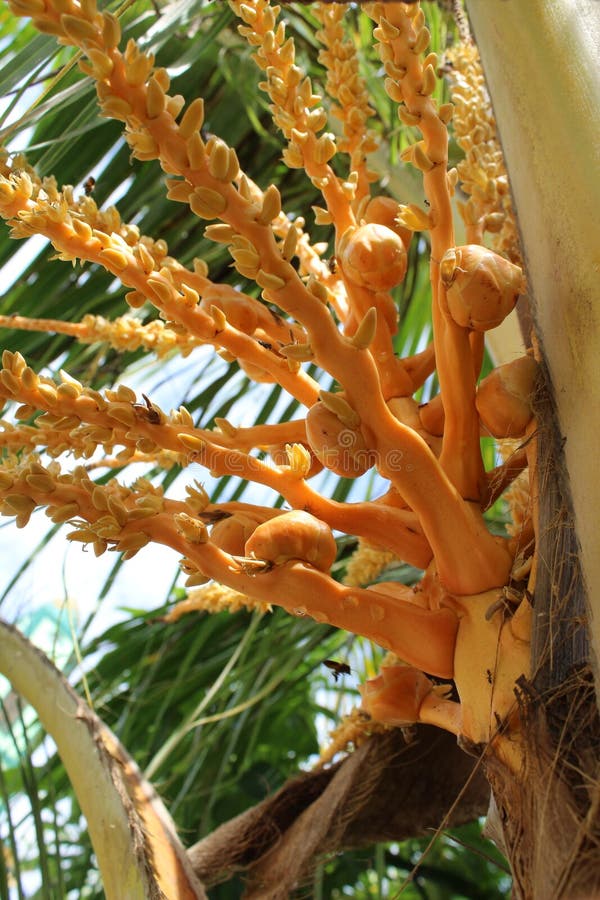 Flor De Coco O Embrión De Coco. Imagen de archivo - Imagen de hoja ...