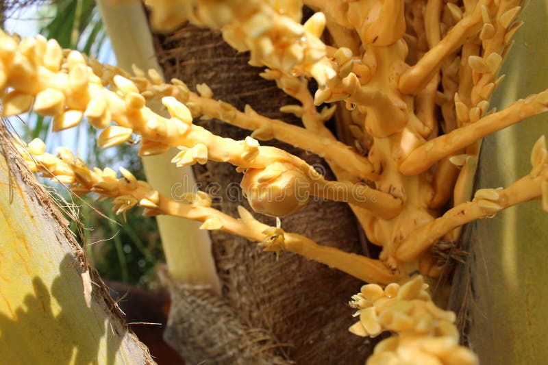 Flor De Coco O Embrión De Coco. Imagen de archivo - Imagen de plato ...