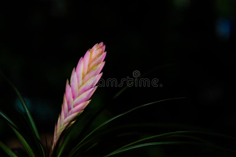 Flor De Codorniz Rosa Bromeliana Imagen de archivo - Imagen de ...