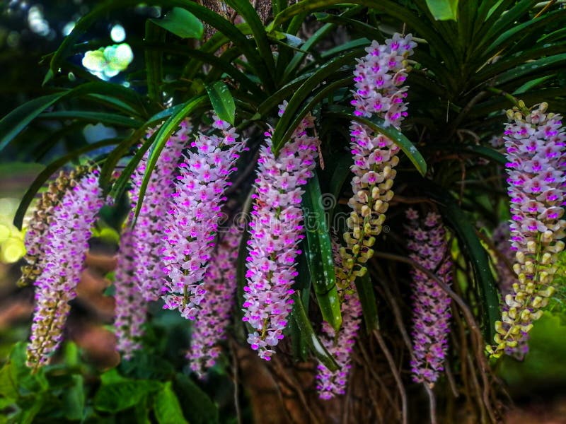 2,515 Cola De Zorra De La Flor Fotos de stock - Fotos libres de ...