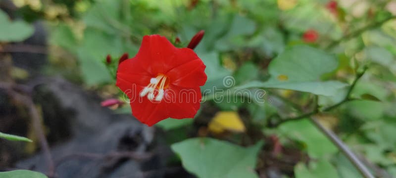 Flor De Color Rojo En Arbusto Salvaje Foto de archivo - Imagen de flor ...