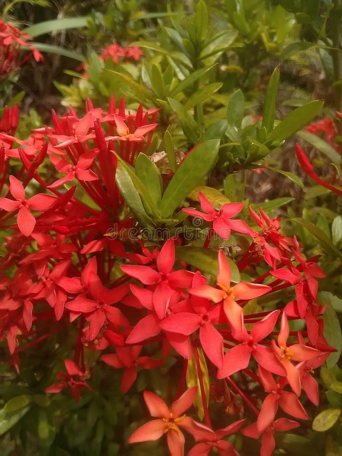 Flor De Color Rojo Y Hoja Verde Imagen de archivo - Imagen de hierba ...