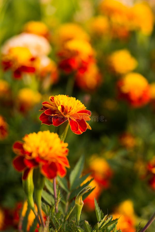 Flor de Comos foto de stock. Imagem de folha, exterior - 39709594