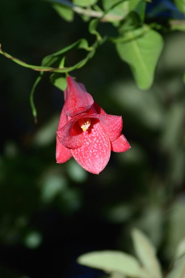 Flor de Copihue foto de stock. Imagem de pétala, flora - 37863468