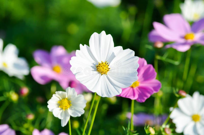 Flor De Cosmos O Flor De Astro Mexicano Imagen de archivo - Imagen de ...