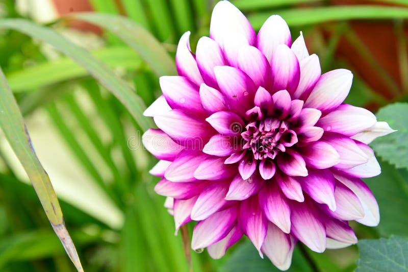 Flor de Dalia no jardim imagem de stock. Imagem de flor - 10458011