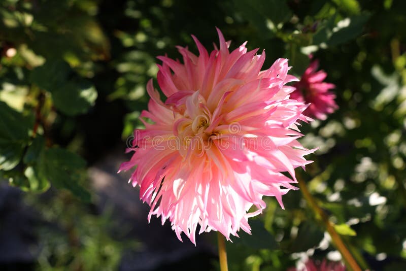Flor De Dalia De Color En El Parque Foto de archivo - Imagen de ...