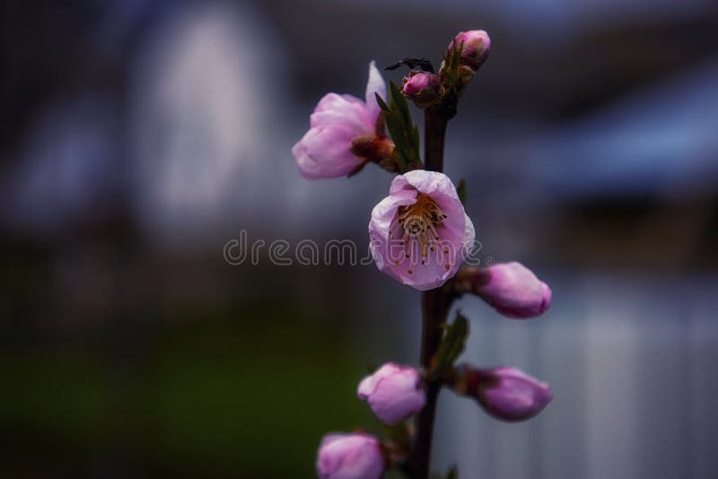 Flor De Durazno Rosa. Fondo Borroso. Foto de archivo - Imagen de flores ...