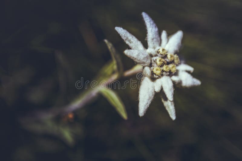Flor de Edelweiss imagen de archivo. Imagen de inflorescencia - 74955065