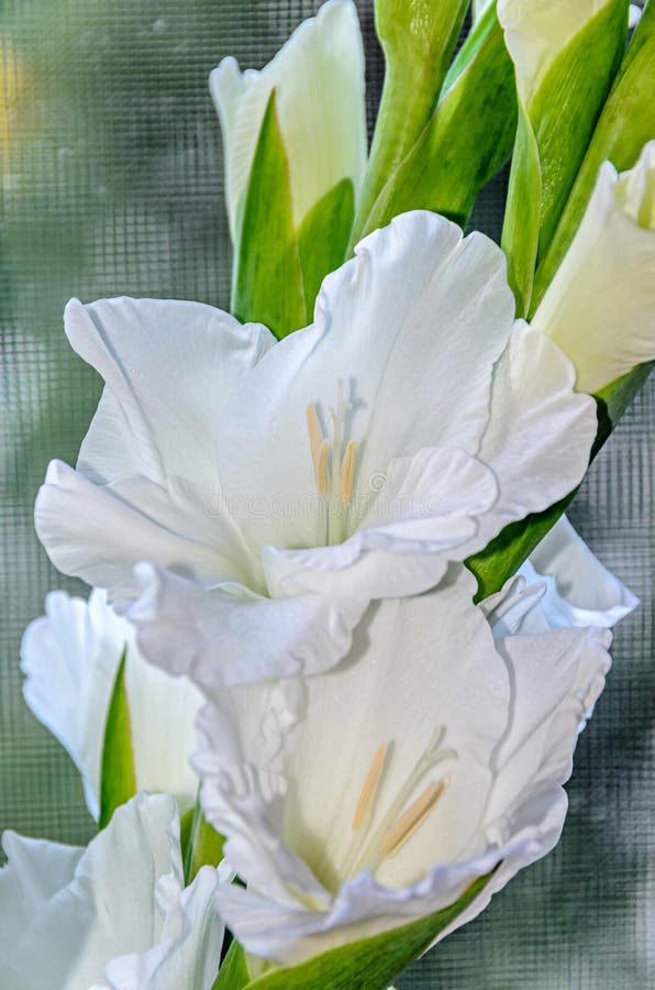 Detalle Blanco Del Gladiolo Imagen de archivo - Imagen de blanco ...
