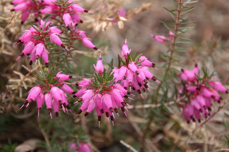 Flor de Erica imagen de archivo. Imagen de belleza, rosa - 109533857